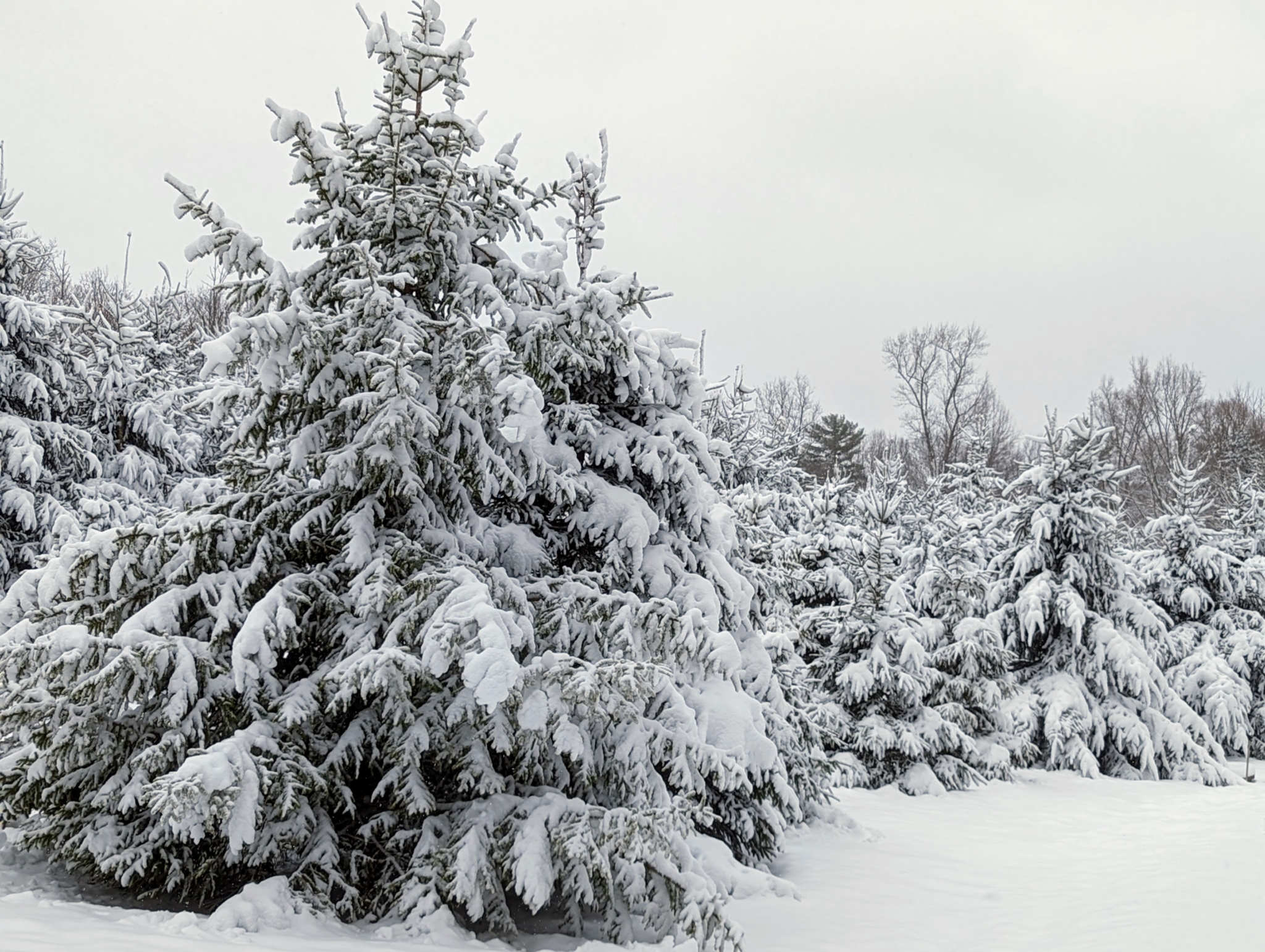 The Martha Stewart Blog : Blog Archive A Late February Snow at My Farm ...