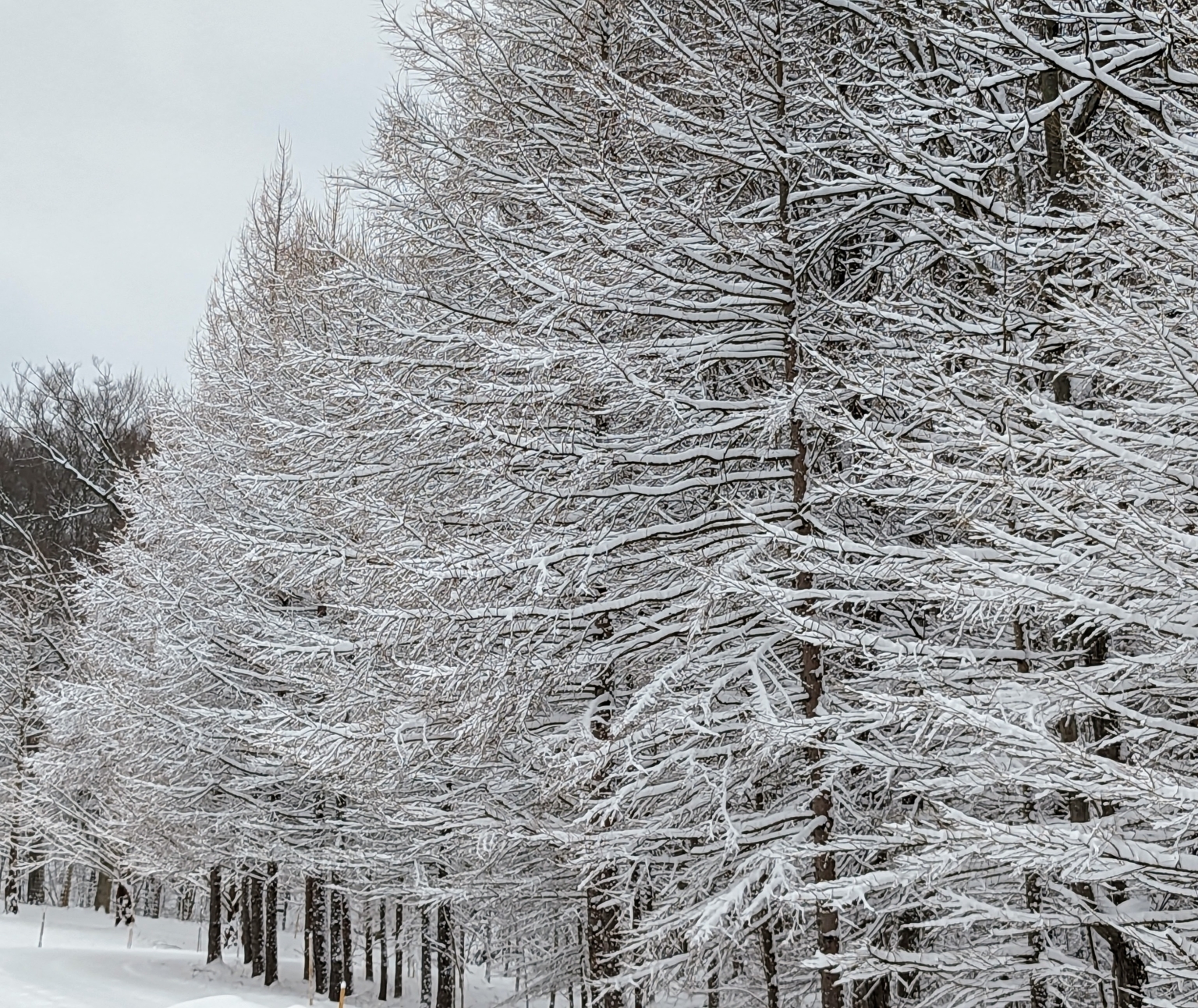 A Late February Snow at My Farm - The Martha Stewart Blog