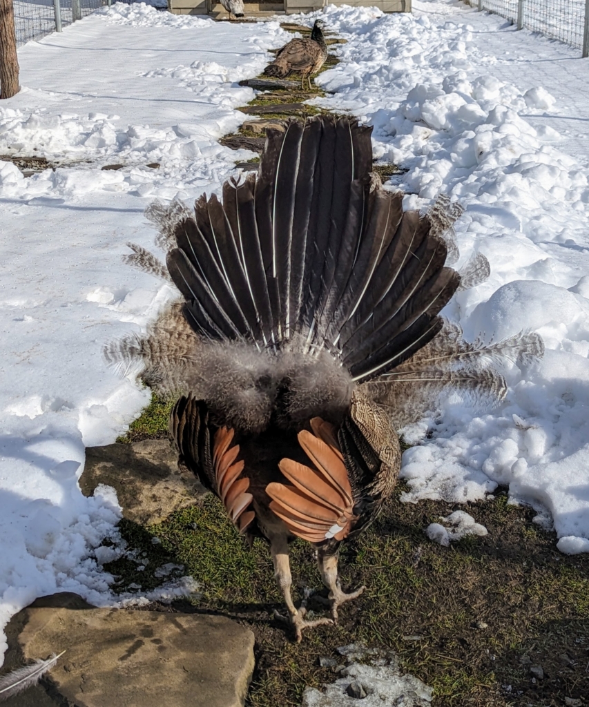 The Martha Stewart Blog : Blog Archive It's Mating Season for My ...