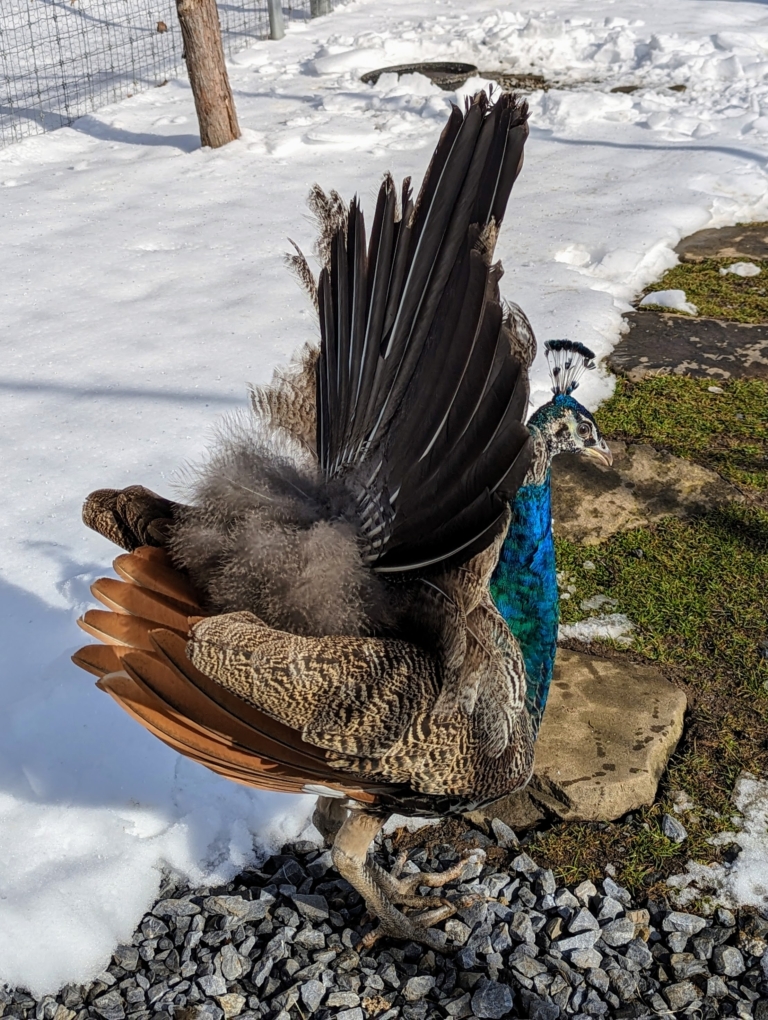 It's Mating Season for My Peafowl - The Martha Stewart Blog
