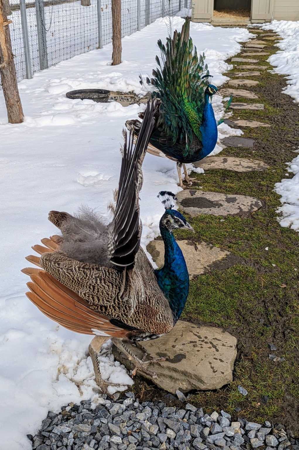 It's Mating Season for My Peafowl - The Martha Stewart Blog