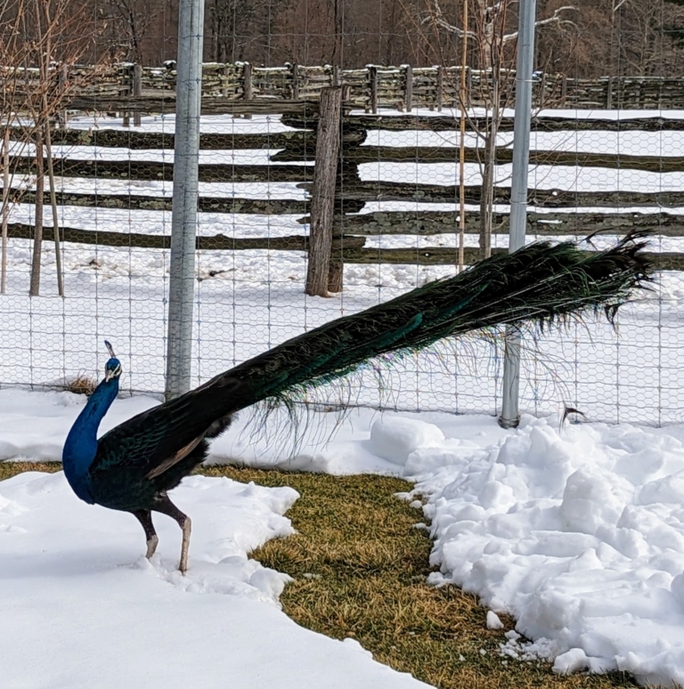 It's Mating Season for My Peafowl - The Martha Stewart Blog
