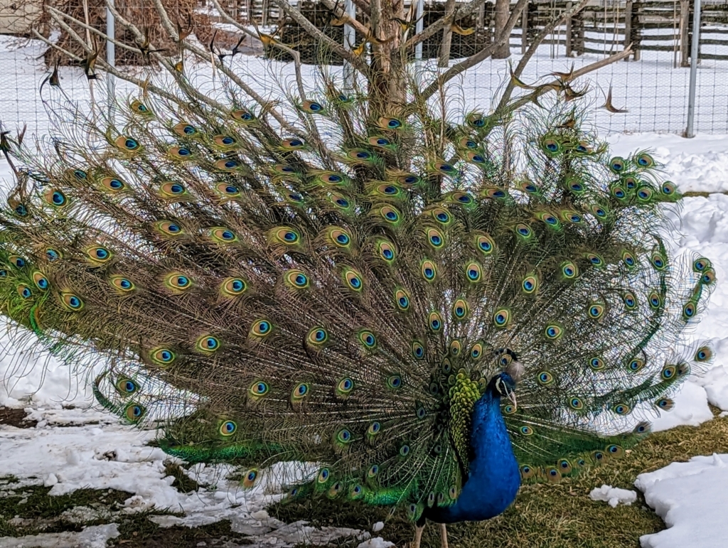 The Martha Stewart Blog : Blog Archive It's Mating Season for My ...