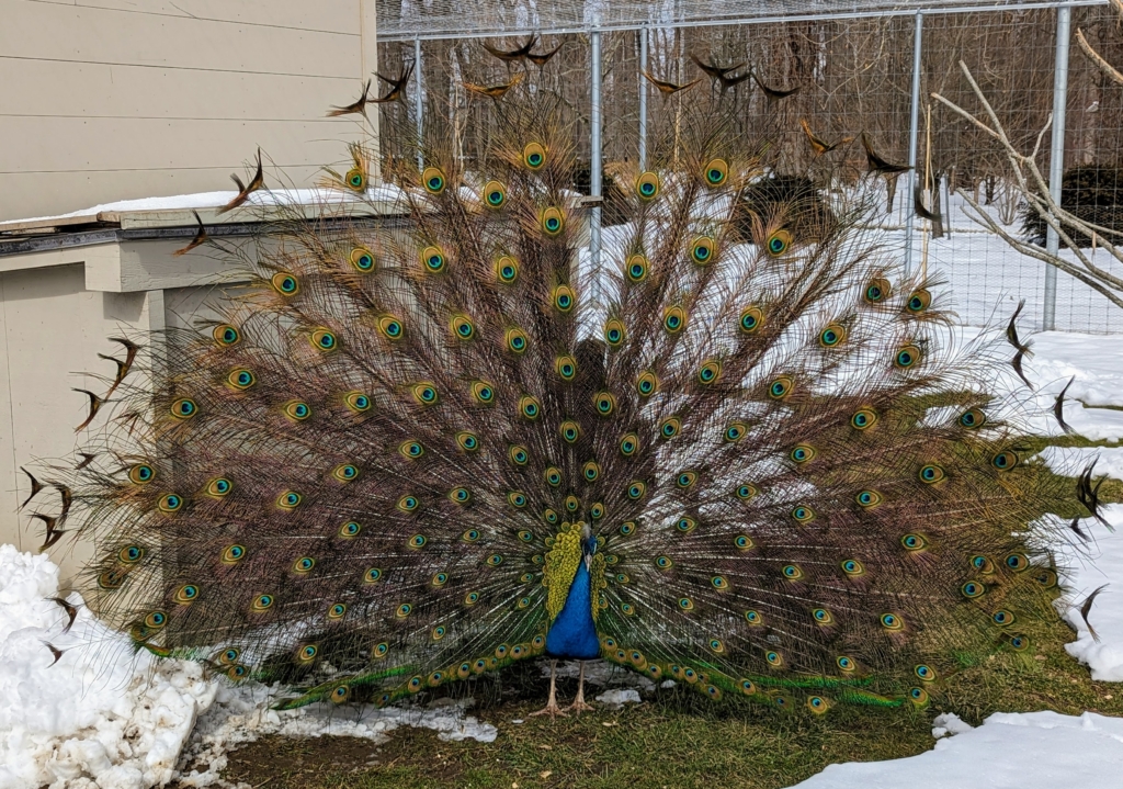 The Martha Stewart Blog : Blog Archive It's Mating Season for My ...