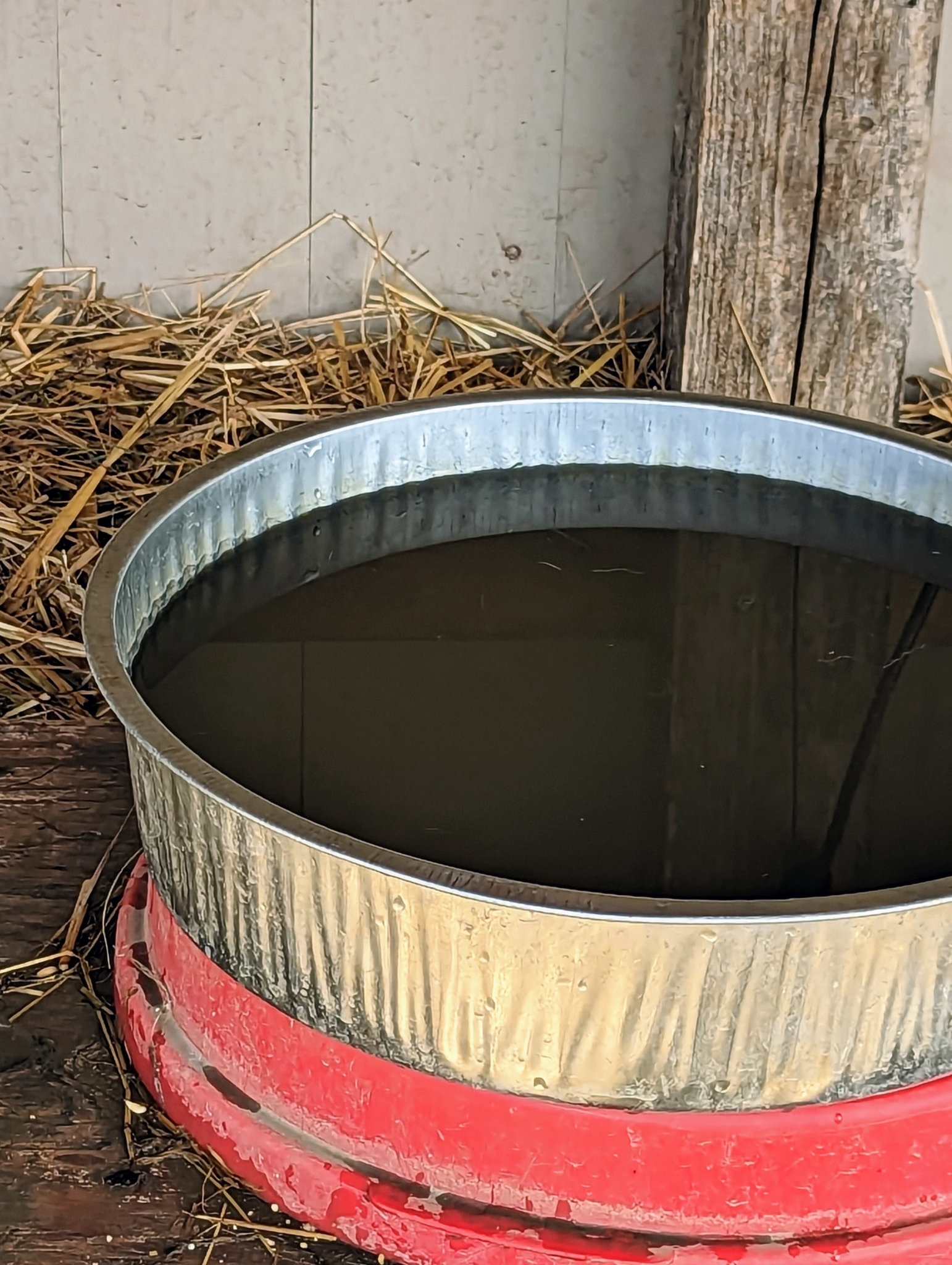 Breeding Season for My Geese - The Martha Stewart Blog