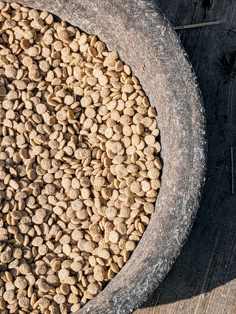 Breeding Season for My Geese - The Martha Stewart Blog