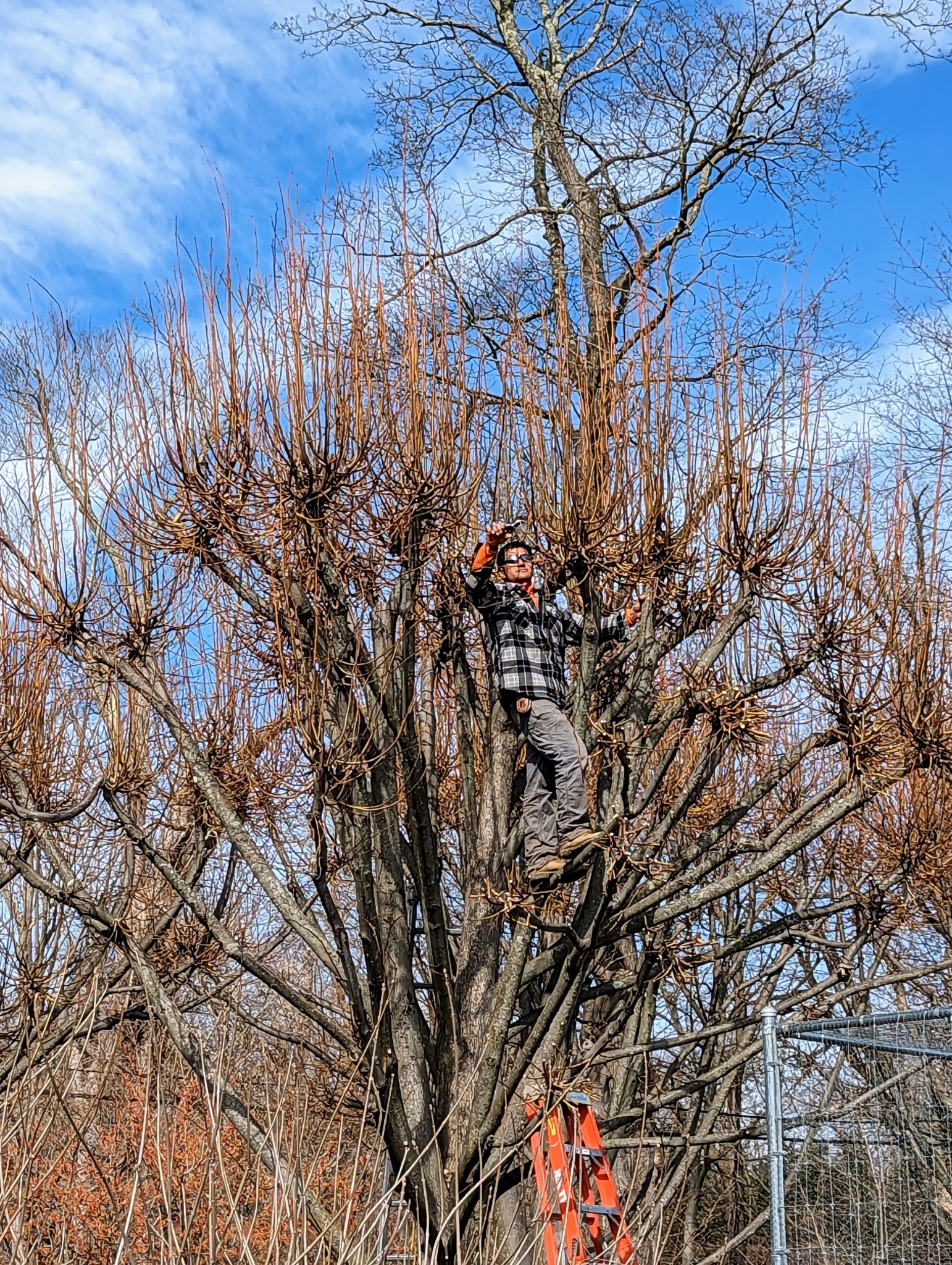 Pollarding My Linden Trees - The Martha Stewart Blog