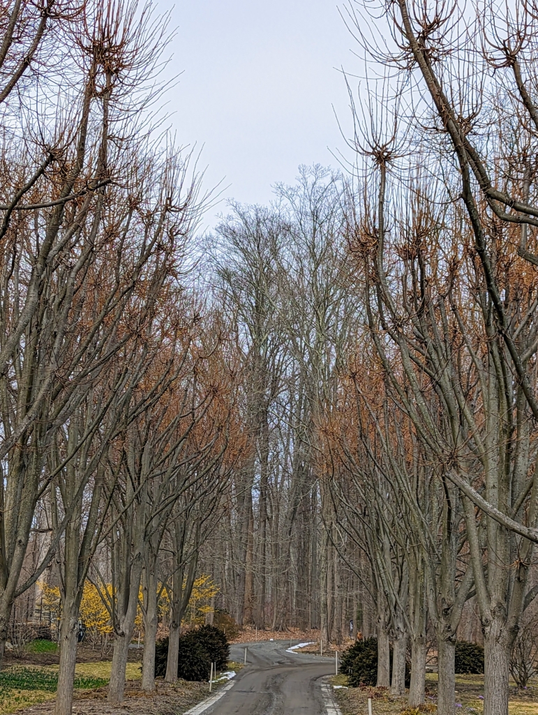 The Martha Stewart Blog : Blog Archive Pollarding My Linden Trees - The ...