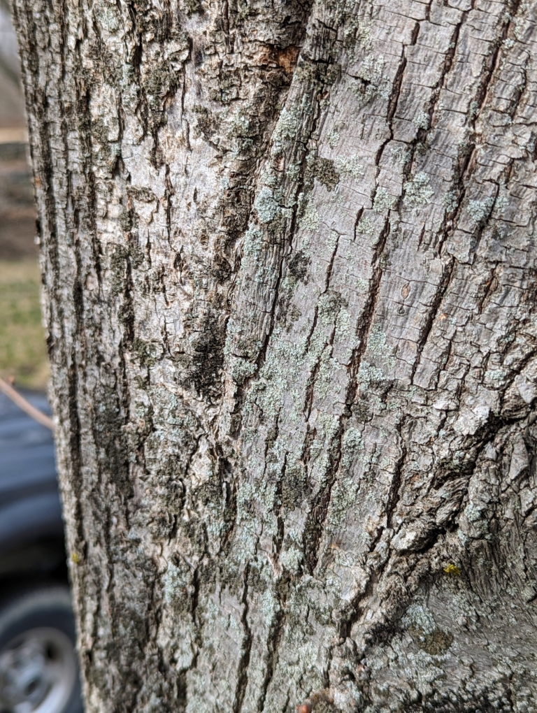 The Martha Stewart Blog : Blog Archive Pollarding My Linden Trees - The ...