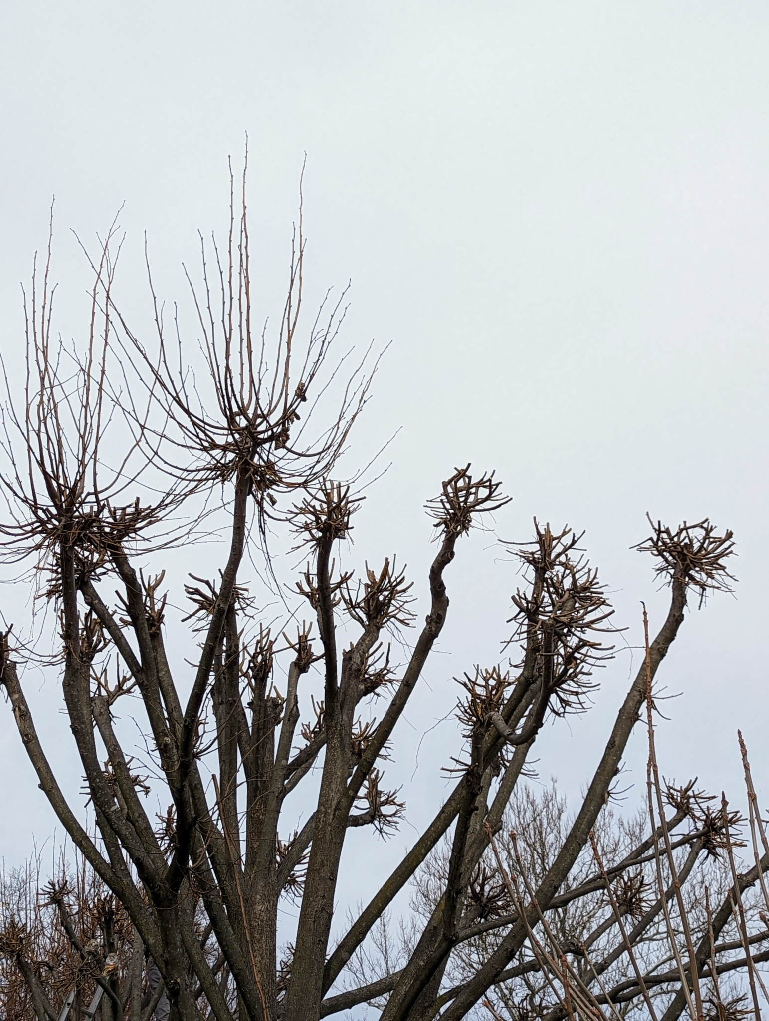 The Martha Stewart Blog : Blog Archive Pollarding My Linden Trees - The ...