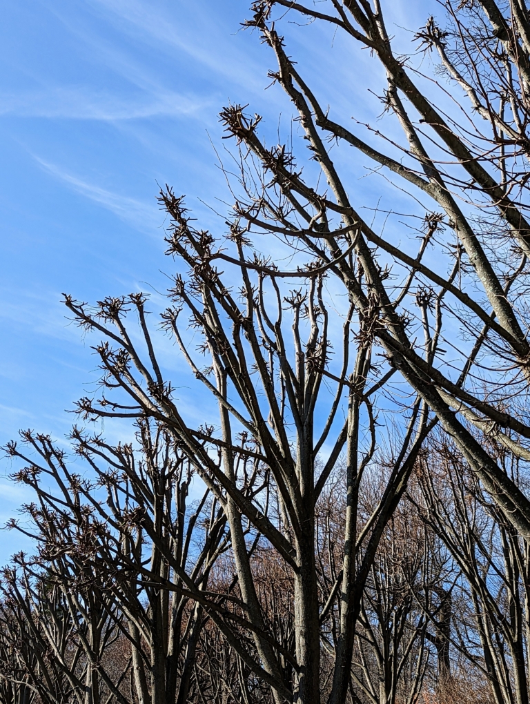 The Martha Stewart Blog : Blog Archive Pollarding My Linden Trees - The ...