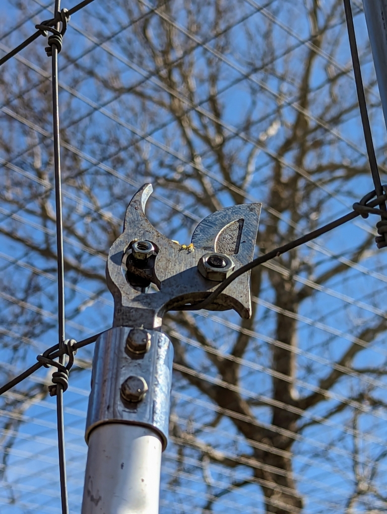 The Martha Stewart Blog : Blog Archive Pollarding My Linden Trees - The ...