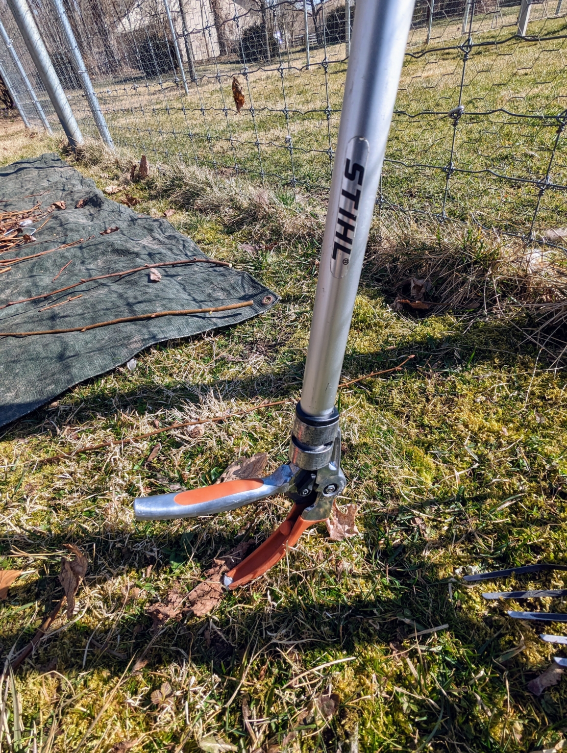 Pollarding My Linden Trees - The Martha Stewart Blog