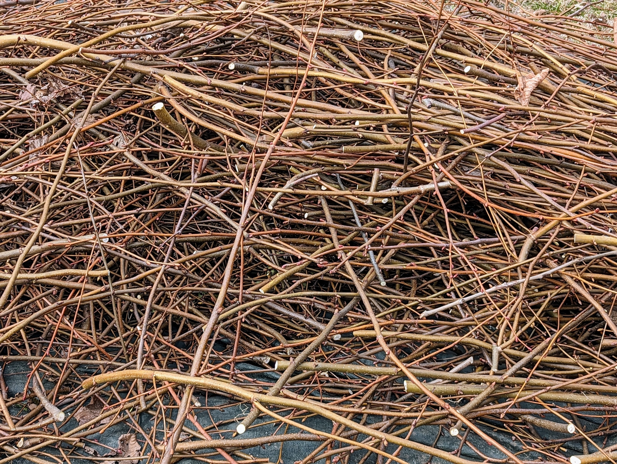 The Martha Stewart Blog : Blog Archive Pollarding My Linden Trees - The ...