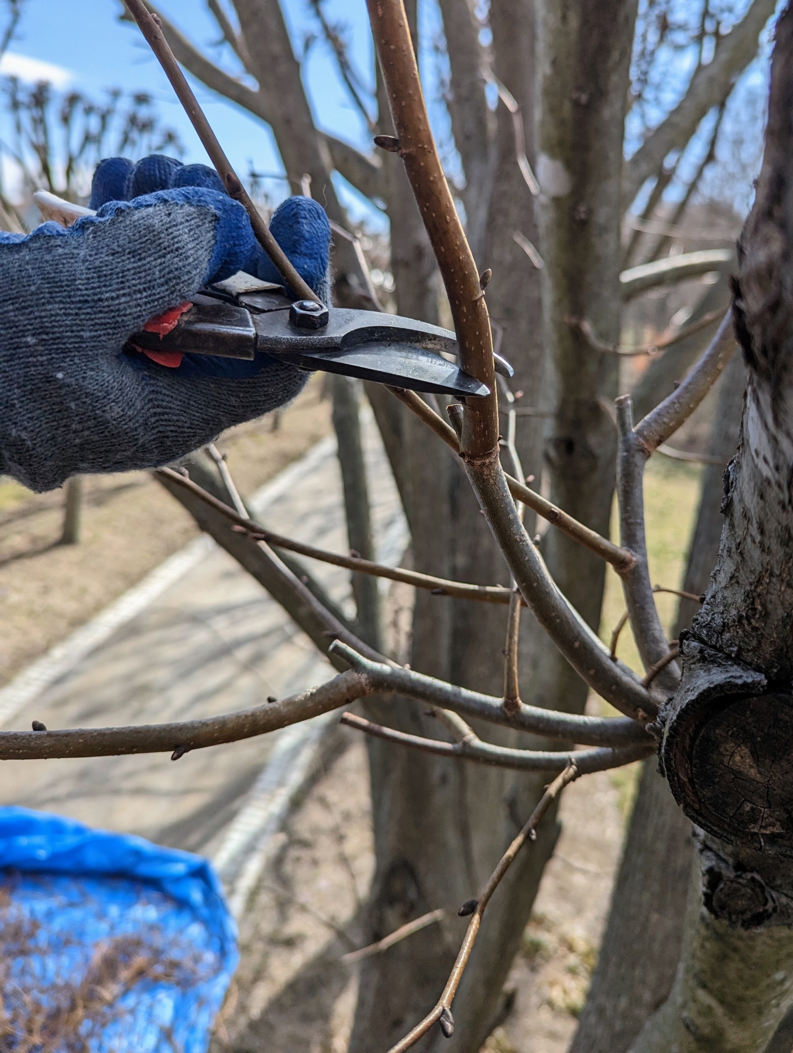 The Martha Stewart Blog : Blog Archive Pollarding My Linden Trees - The ...