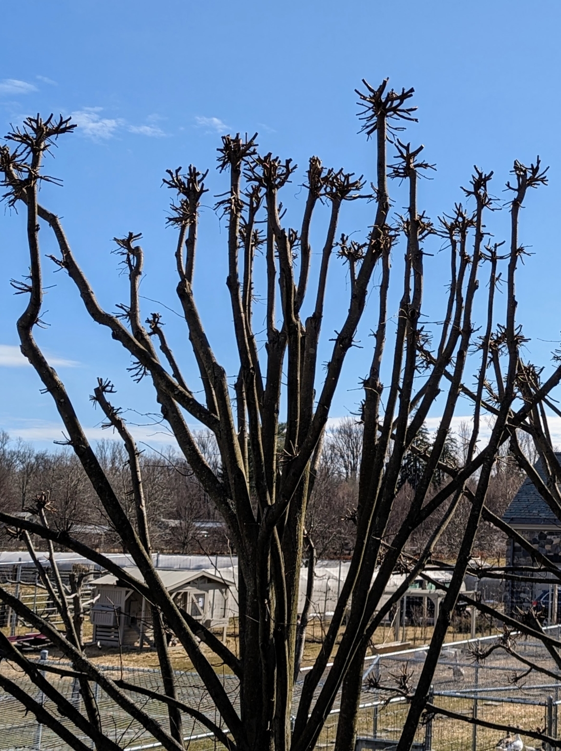 The Martha Stewart Blog : Blog Archive Pollarding My Linden Trees - The ...