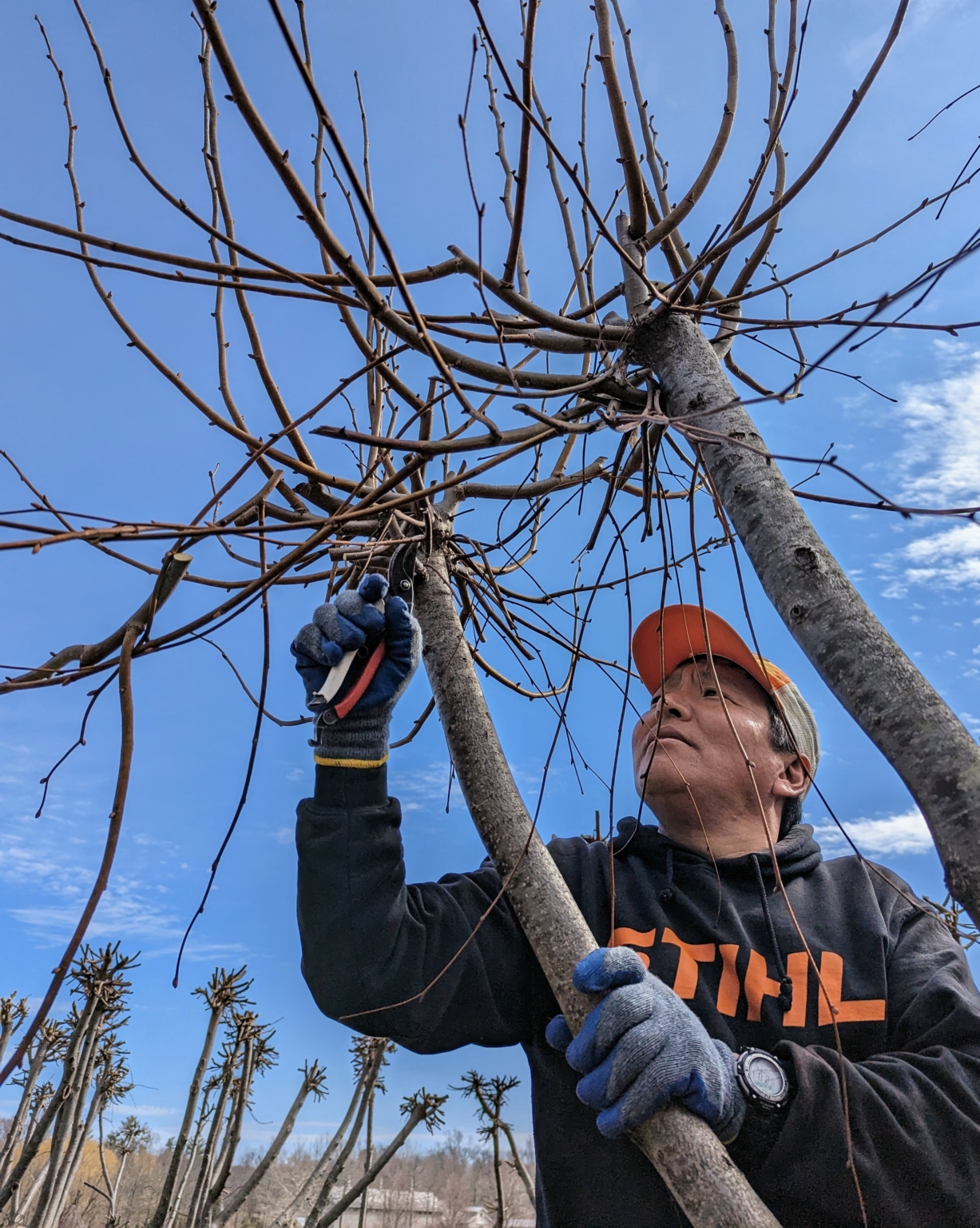 The Martha Stewart Blog : Blog Archive Pollarding My Linden Trees - The ...
