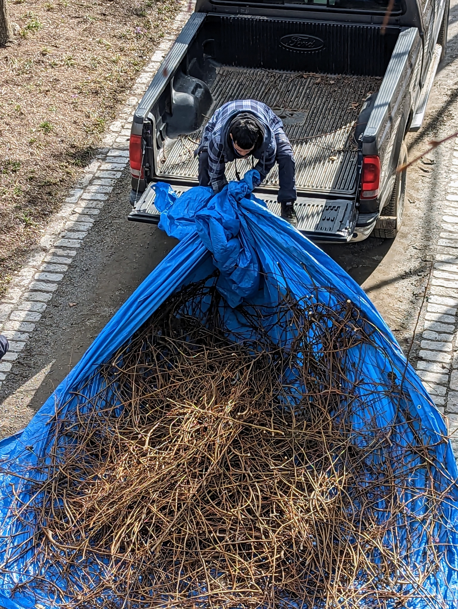 The Martha Stewart Blog : Blog Archive Pollarding My Linden Trees - The ...