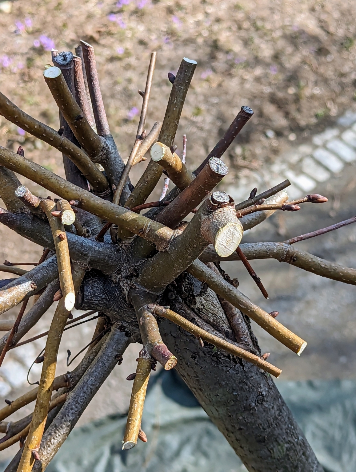 The Martha Stewart Blog : Blog Archive Pollarding My Linden Trees - The ...