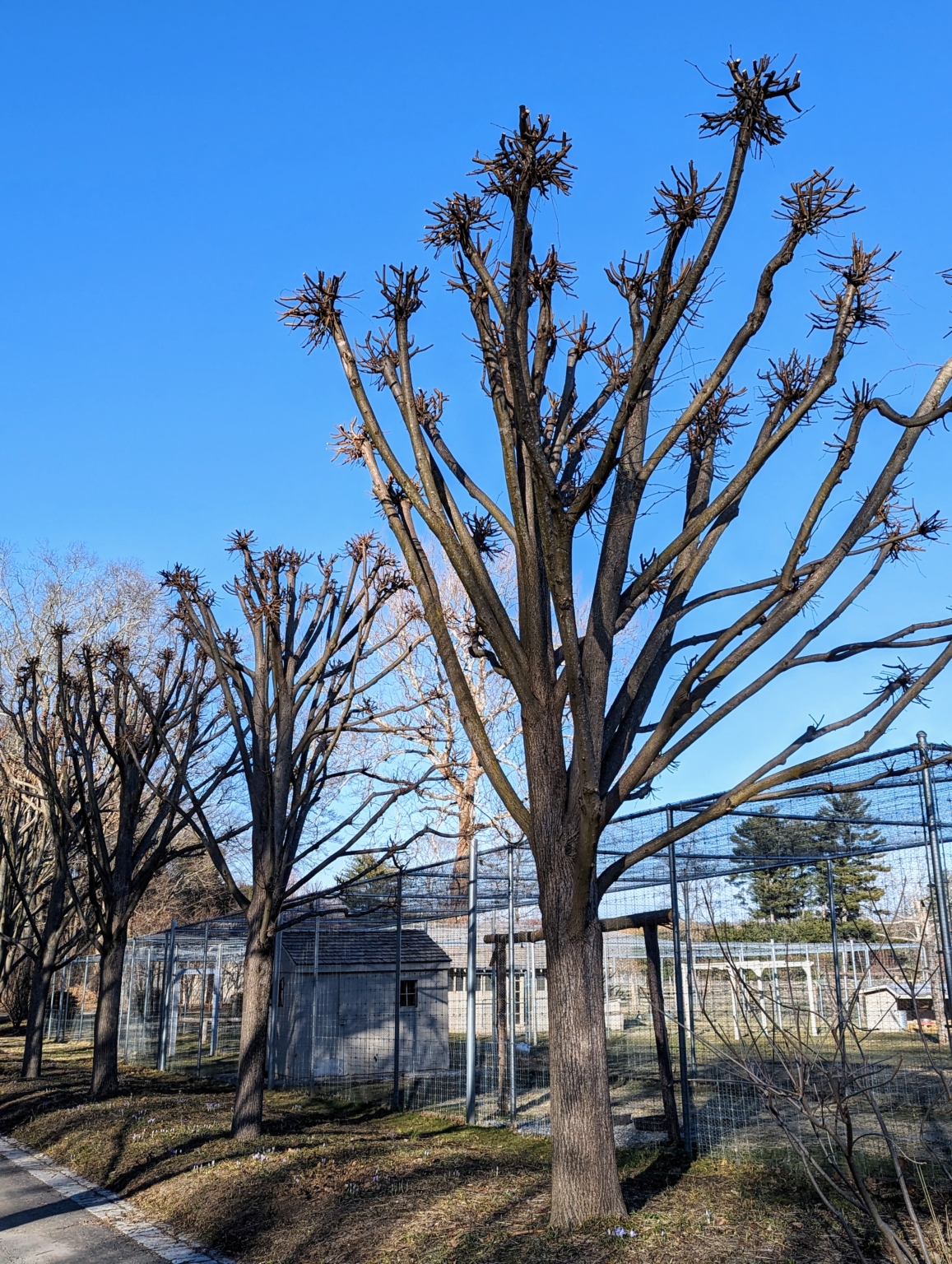 Pollarding My Linden Trees - The Martha Stewart Blog