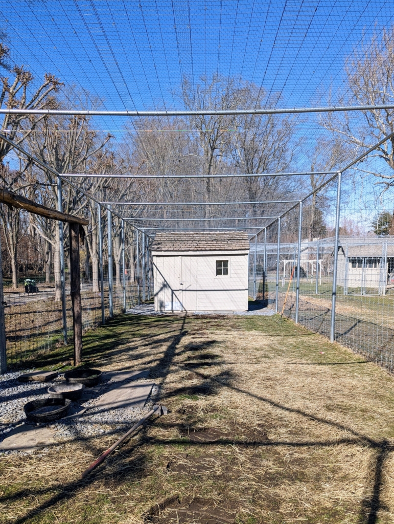 A New Footpath in the Silkie Chicken Yard - The Martha Stewart Blog