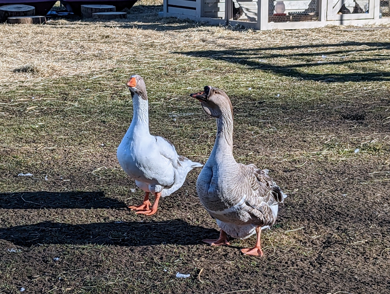 Breeding Season for My Geese - The Martha Stewart Blog