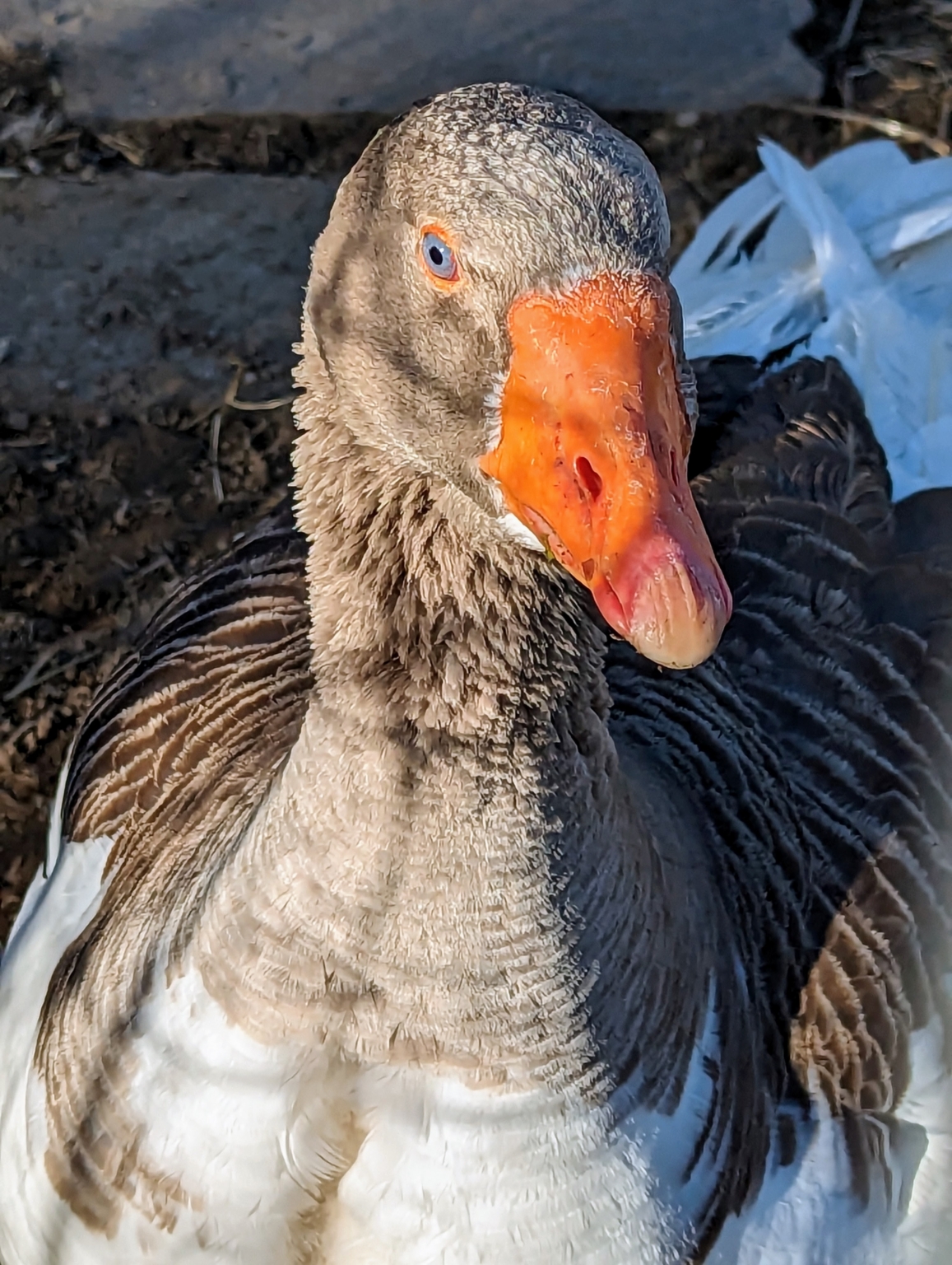 Breeding Season for My Geese - The Martha Stewart Blog