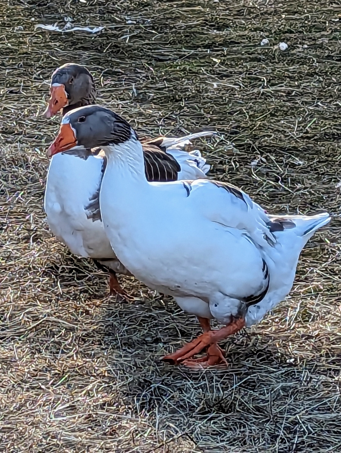 Breeding Season for My Geese - The Martha Stewart Blog