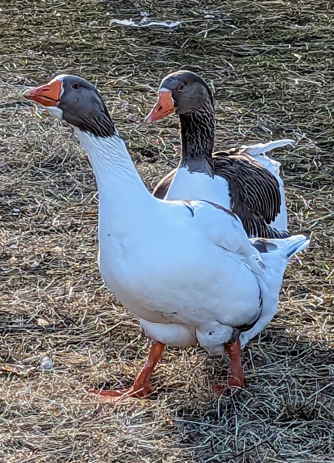 The Martha Stewart Blog : Blog Archive New Footpaths Through the Goose ...