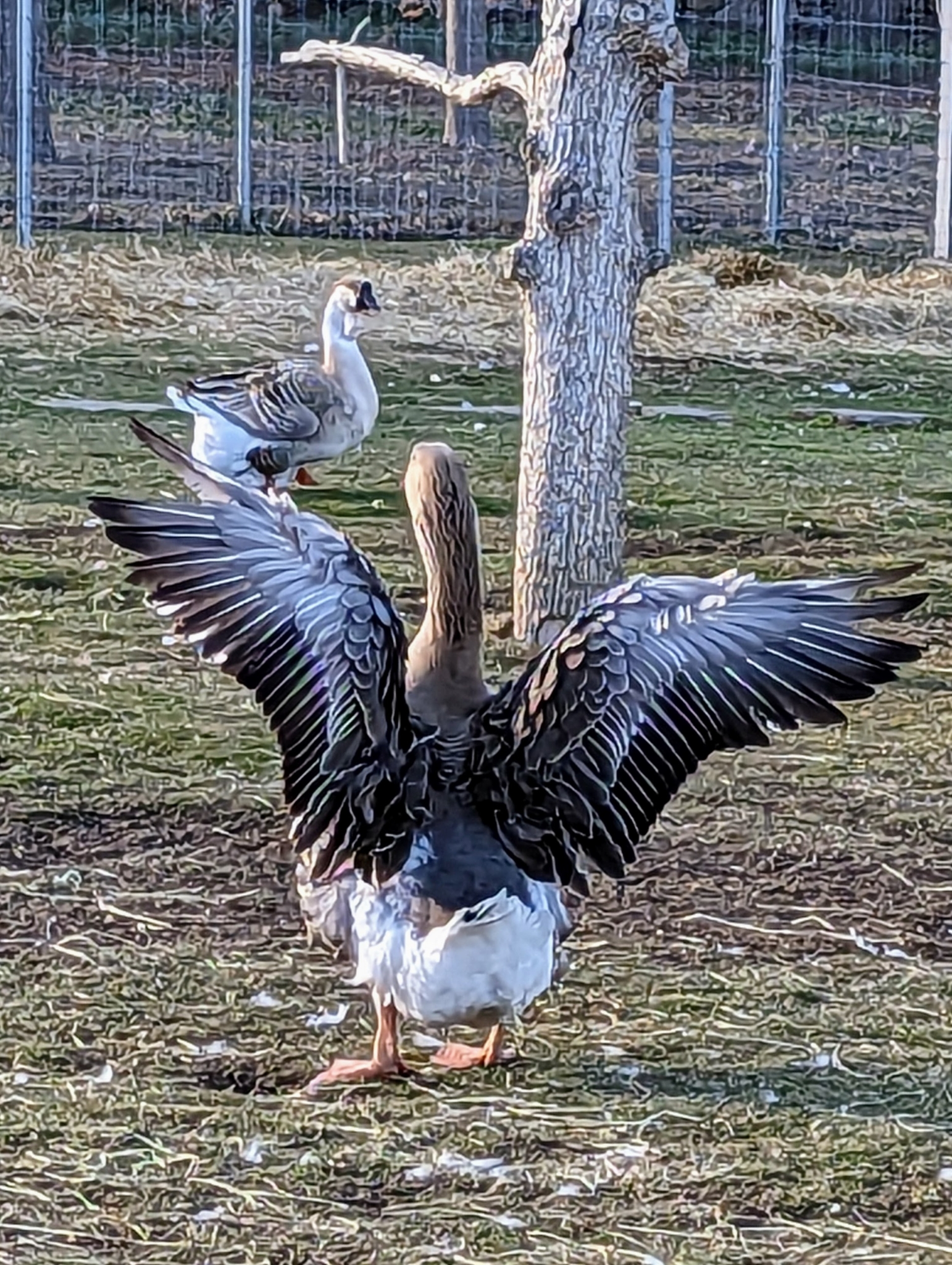 Breeding Season for My Geese - The Martha Stewart Blog