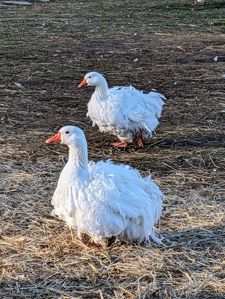 Breeding Season for My Geese - The Martha Stewart Blog