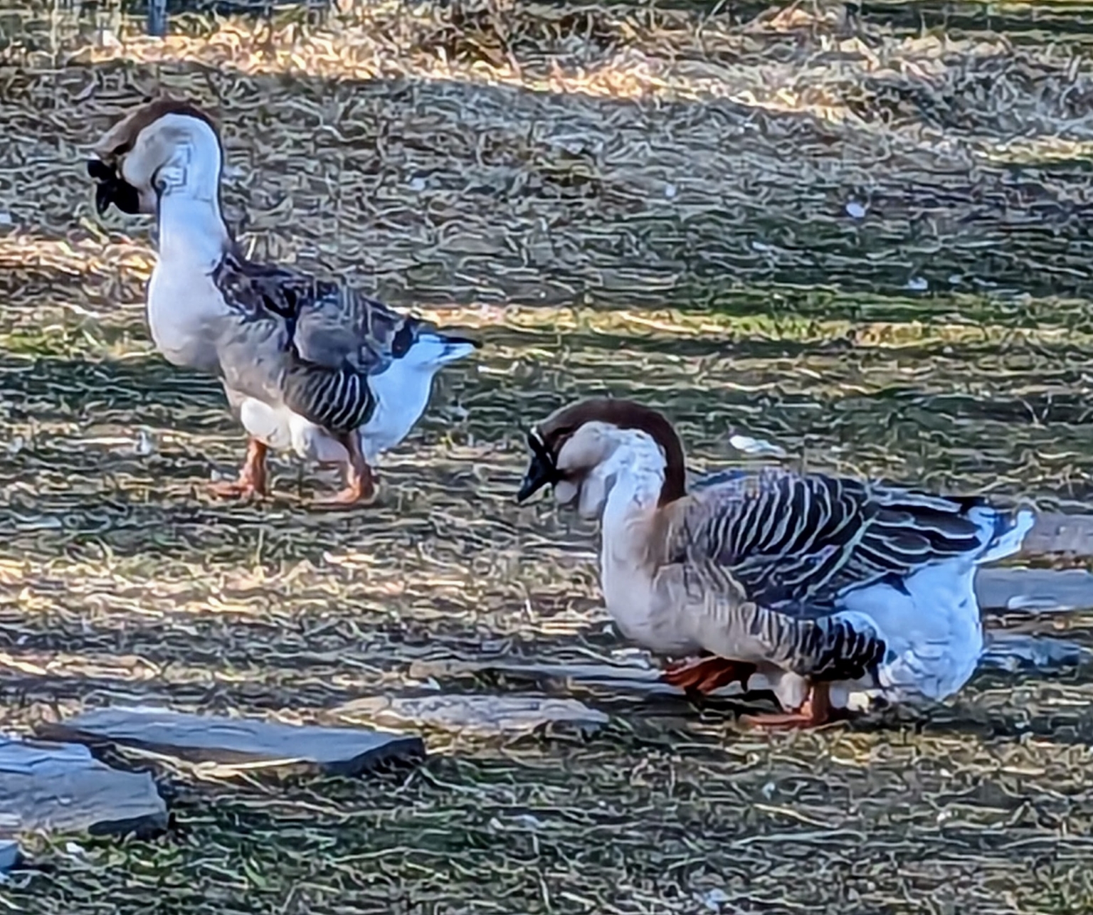 Breeding Season for My Geese - The Martha Stewart Blog