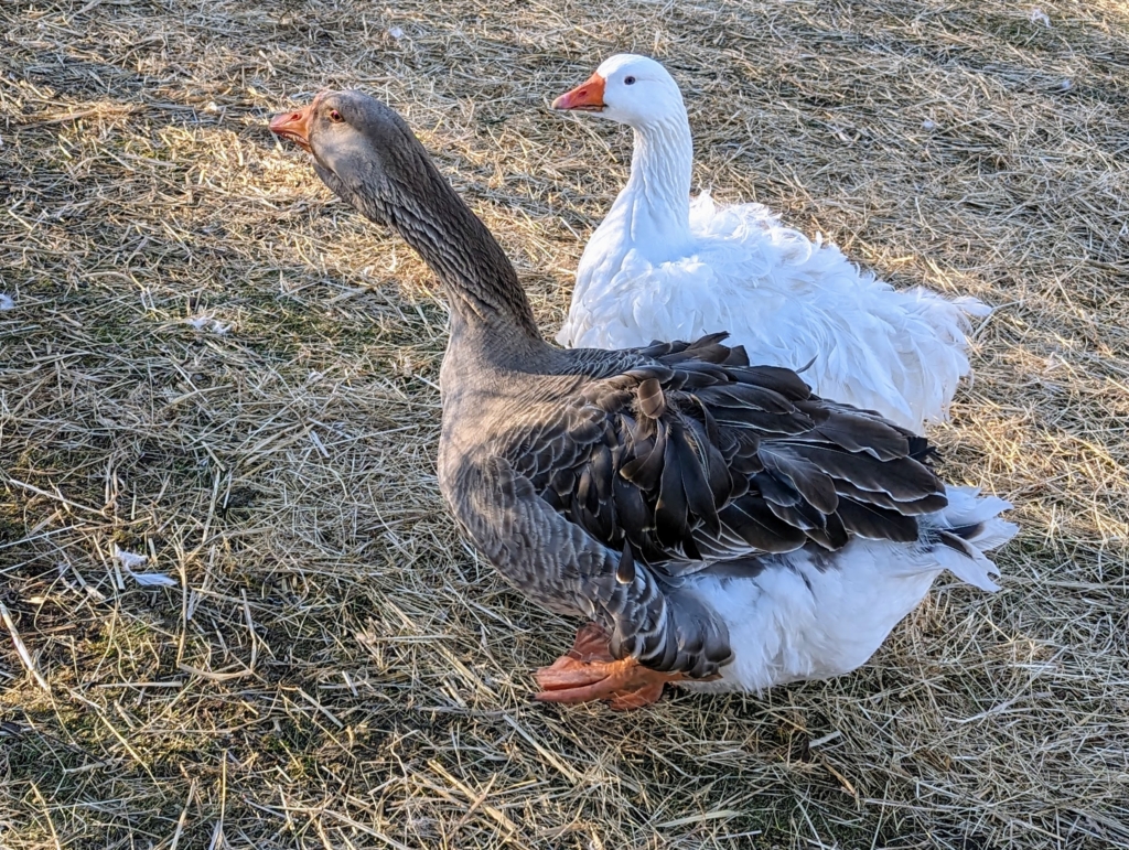 Breeding Season for My Geese - The Martha Stewart Blog