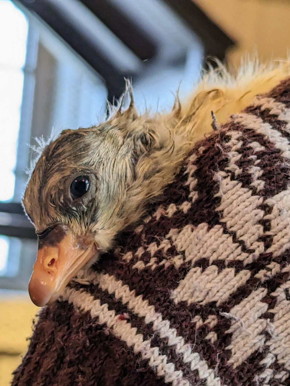 A Gosling Hatches at My Farm - The Martha Stewart Blog