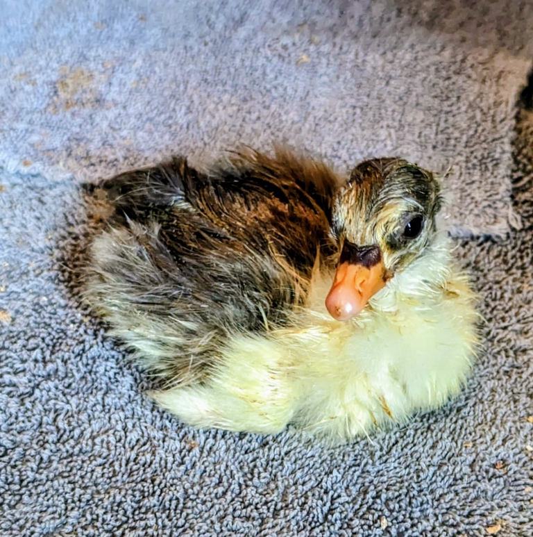 A Gosling Hatches at My Farm - The Martha Stewart Blog
