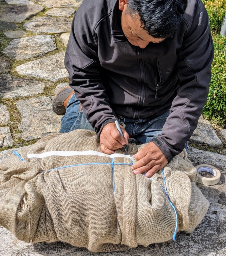 The Big Burlap Removal Process Begins at My Farm - The Martha Stewart Blog