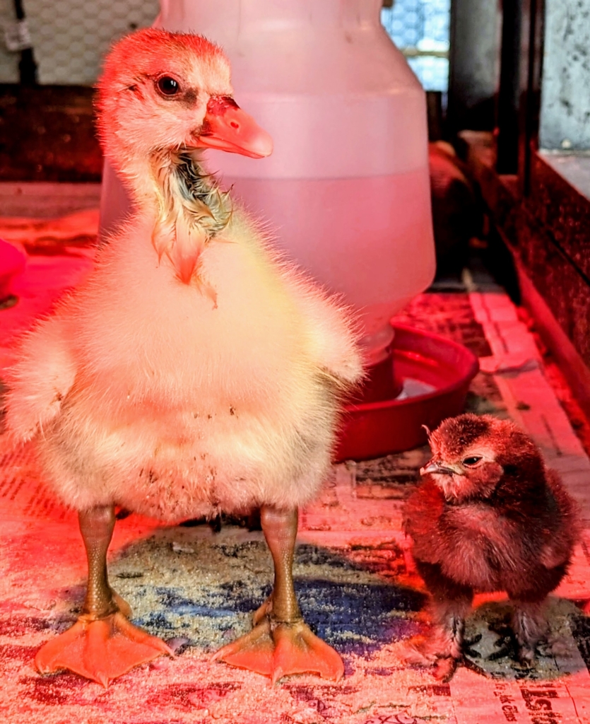 A Gosling Hatches at My Farm - The Martha Stewart Blog
