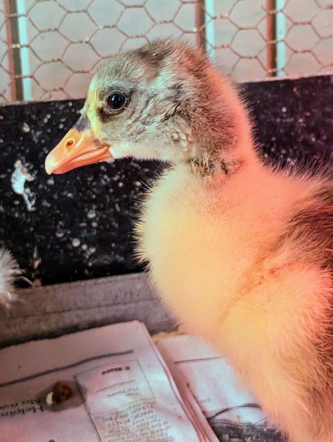 A Gosling Hatches at My Farm - The Martha Stewart Blog