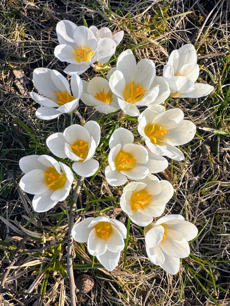 Spring Emergence Around My Farm 2023 - The Martha Stewart Blog