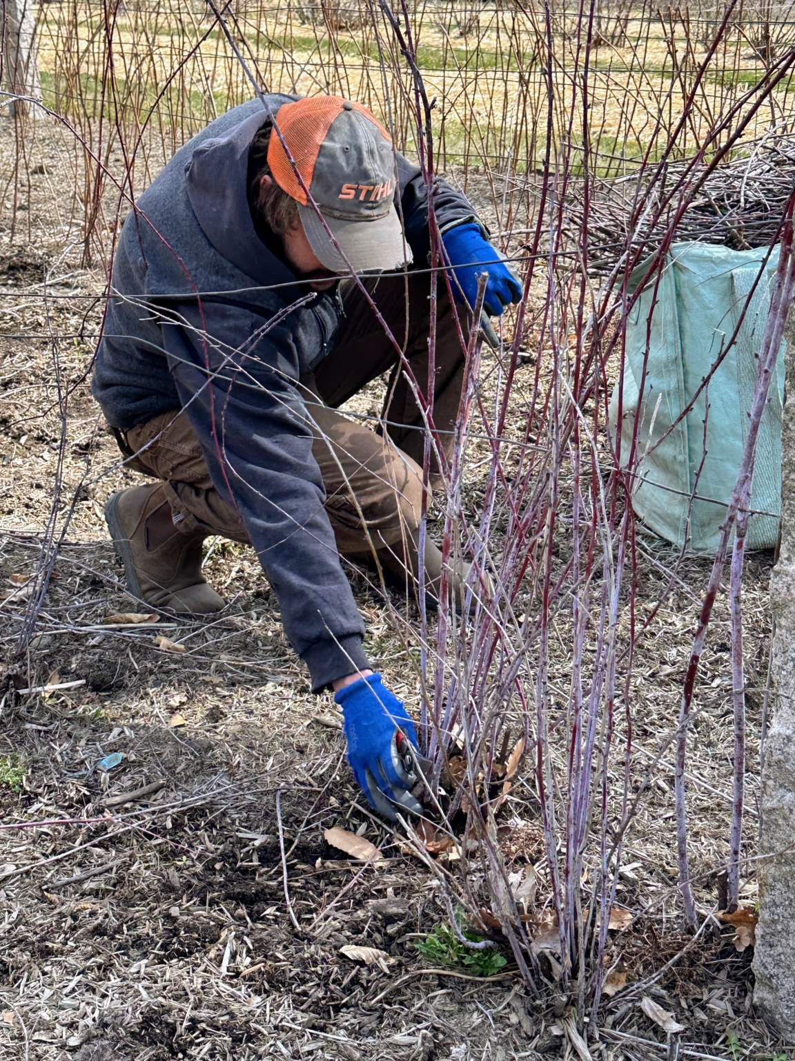 Pruning the Raspberry Bushes - The Martha Stewart Blog