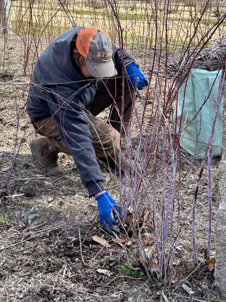 Pruning the Raspberry Bushes - The Martha Stewart Blog