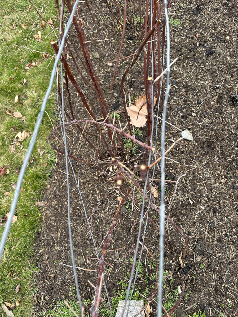 Pruning the Raspberry Bushes - The Martha Stewart Blog