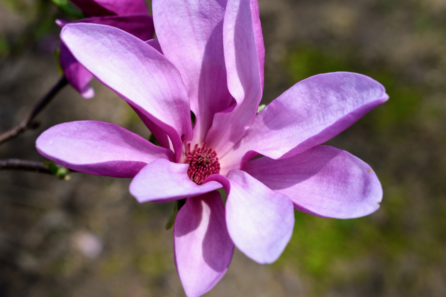 Early Spring Trees at My Farm - The Martha Stewart Blog