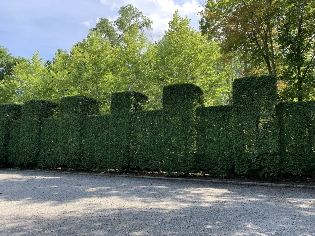 Planting a Hedge of European Hornbeams - The Martha Stewart Blog