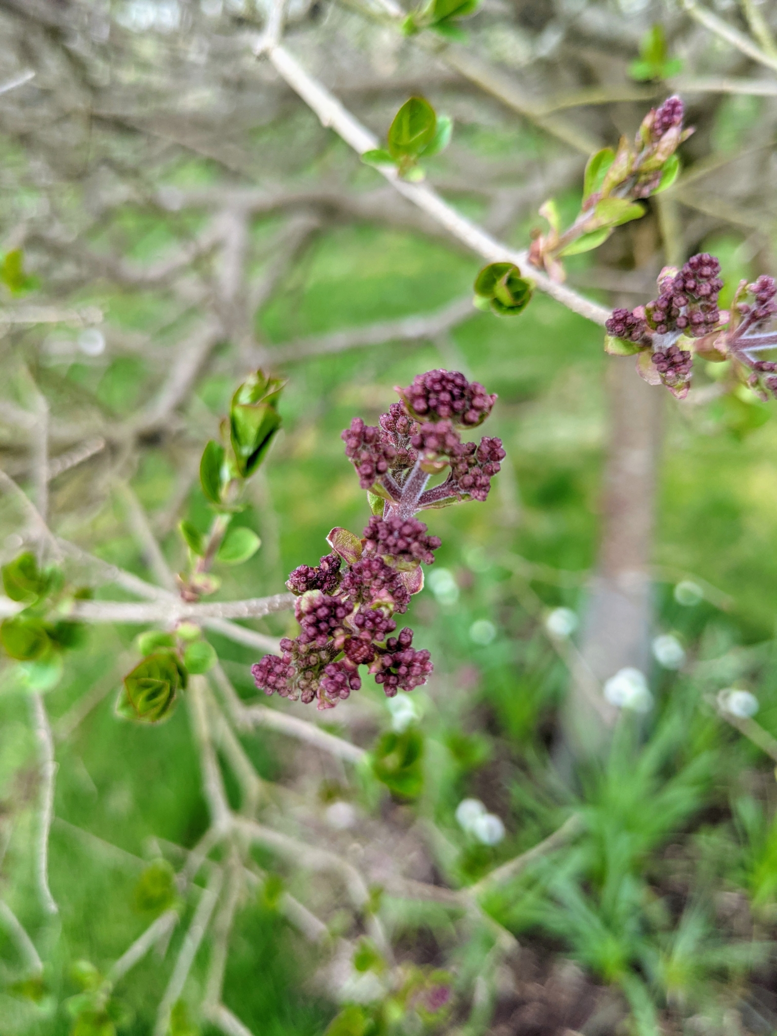 Early Spring Trees at My Farm - The Martha Stewart Blog