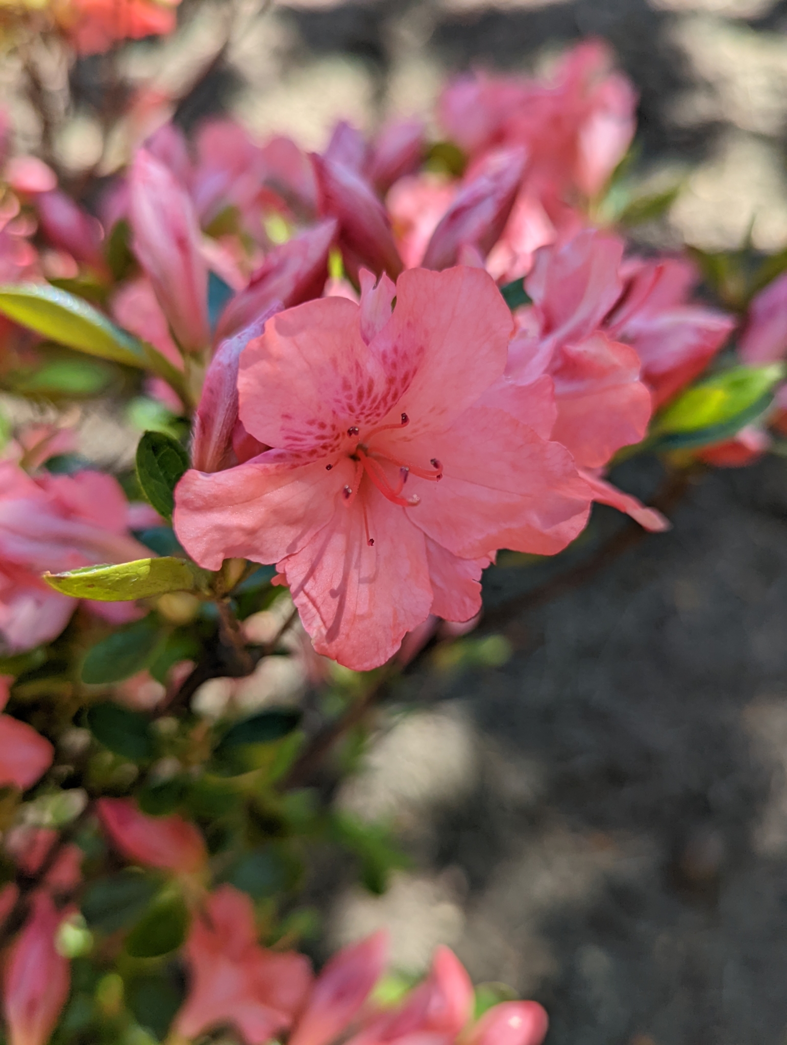 Adding Azaleas to the Garden - The Martha Stewart Blog