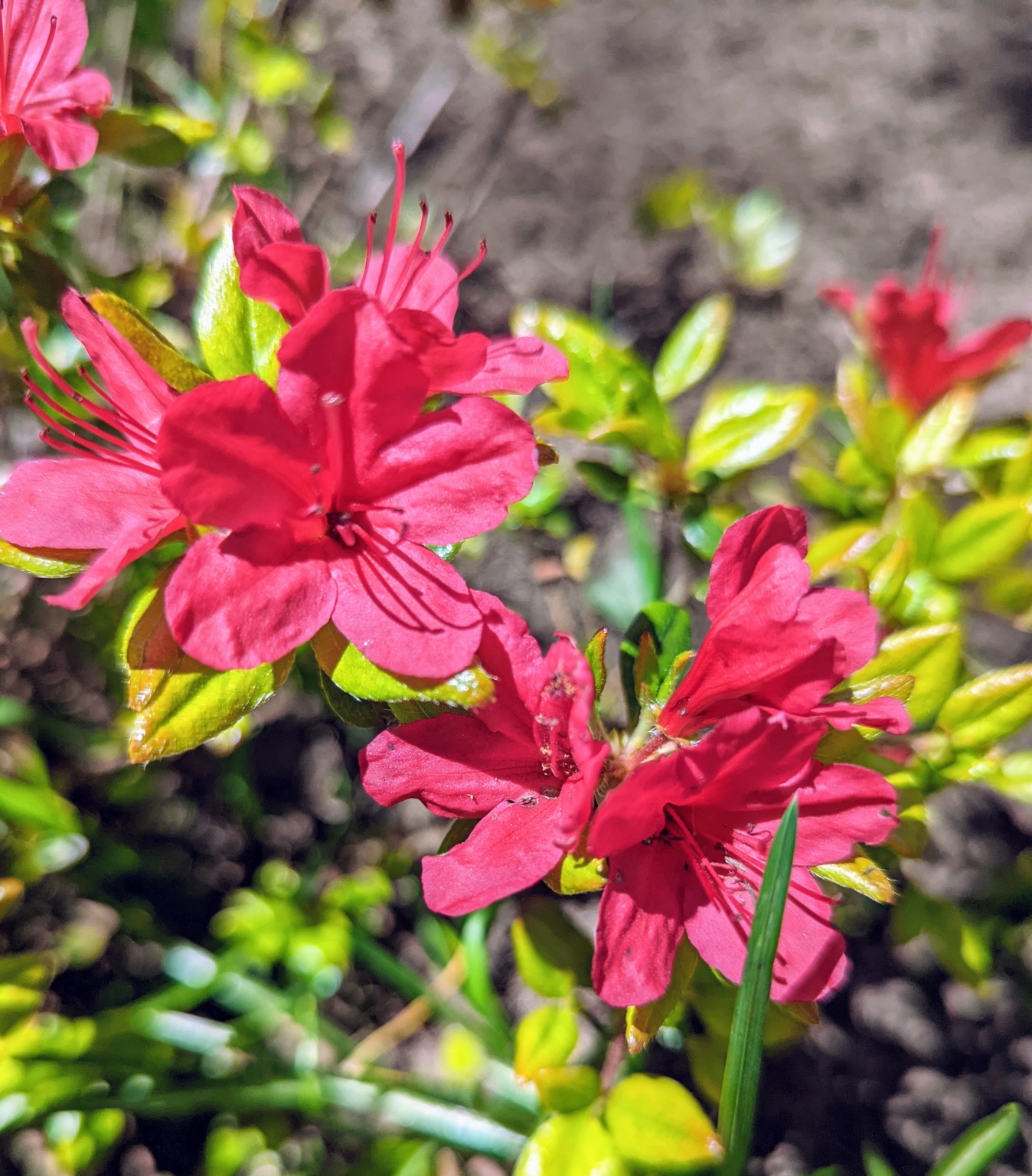 Adding Azaleas to the Garden - The Martha Stewart Blog