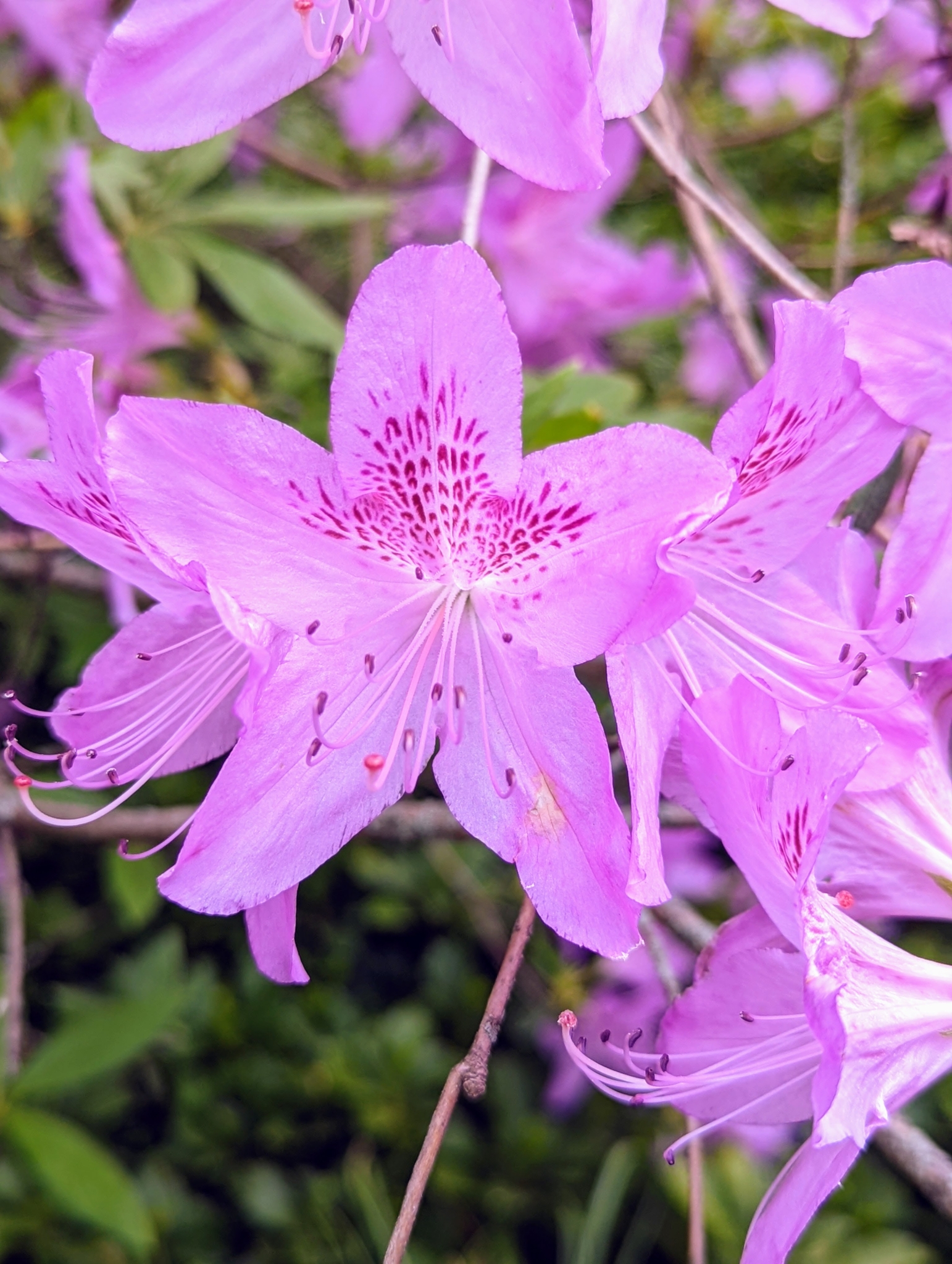 Adding Azaleas to the Garden - The Martha Stewart Blog