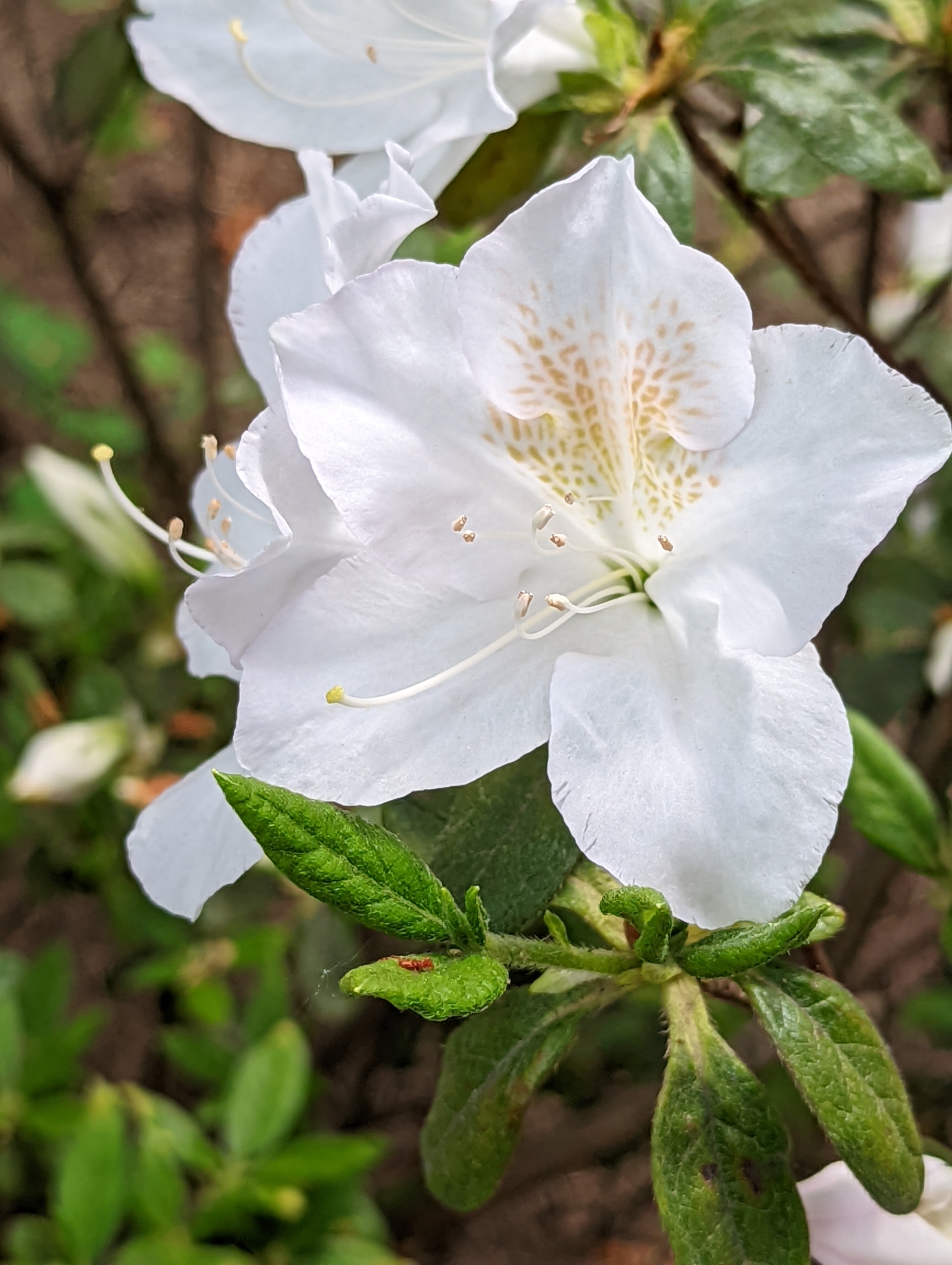 Adding Azaleas to the Garden - The Martha Stewart Blog