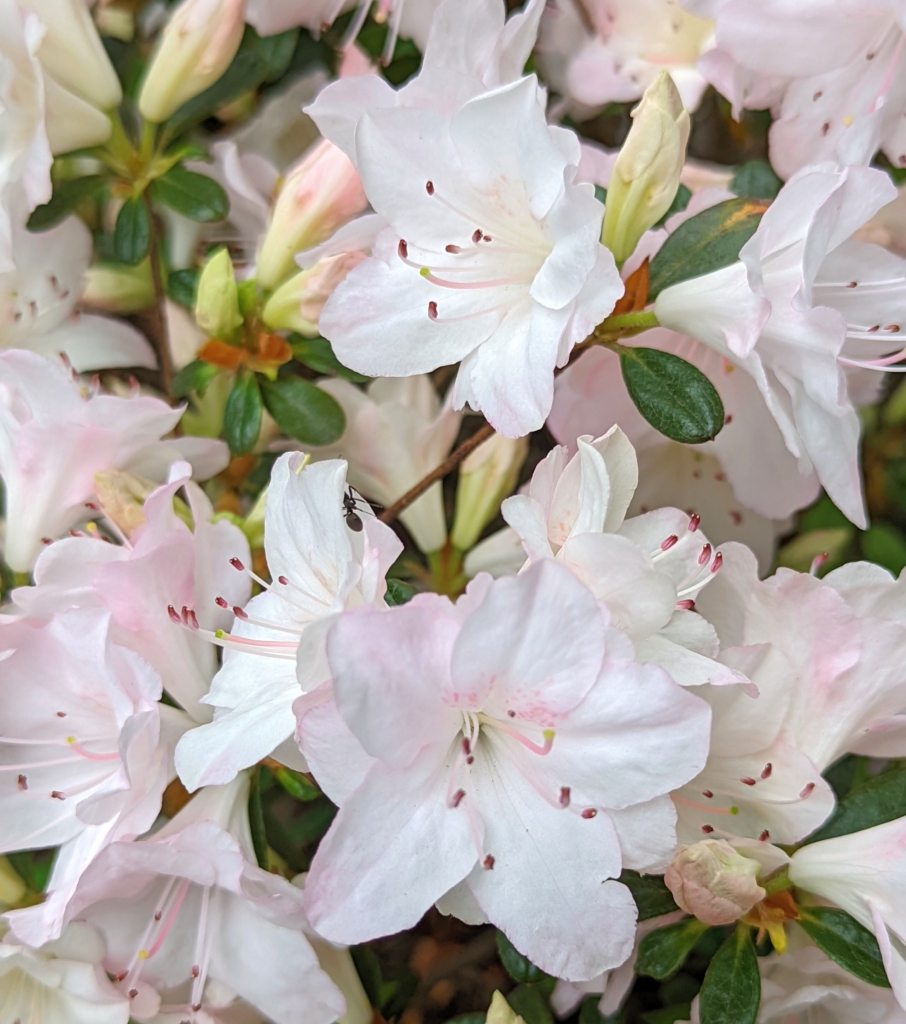 Adding Azaleas to the Garden - The Martha Stewart Blog